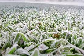 Brazilian Coffee Frost 2021 – Redber Coffee