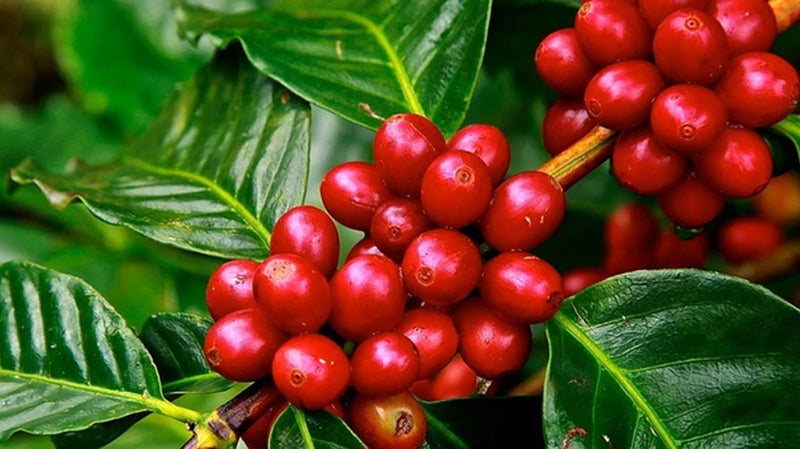 The History of Coffee - Who Discovered it? – Redber Coffee