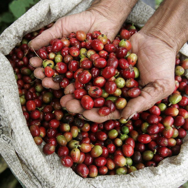 ESPRESSO COFFEE TASTER PACK | Coffee Beans Selection | Redber Coffee